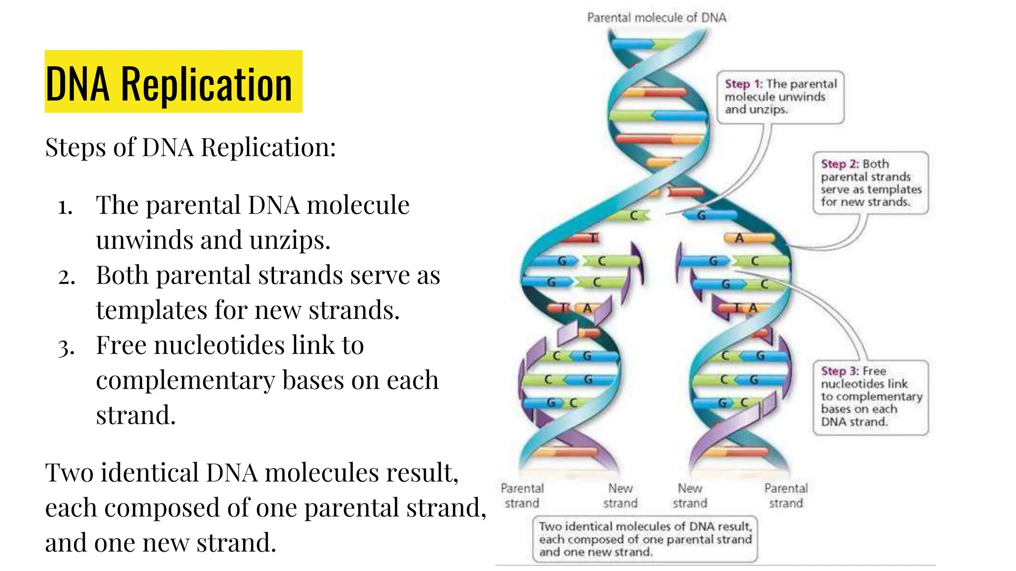 dna transcription and the translation.pptx