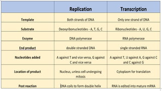 dna transcription and the translation.pptx