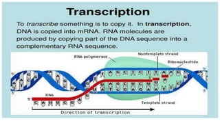 dna transcription and the translation.pptx