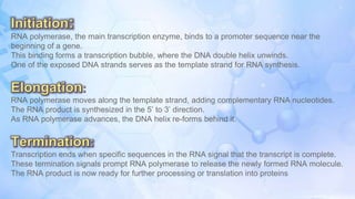 dna transcription and the translation.pptx