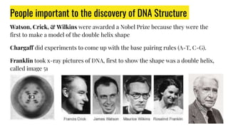 dna transcription and the translation.pptx