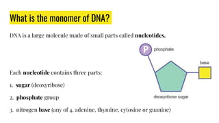 dna transcription and the translation.pptx