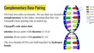 dna transcription and the translation.pptx