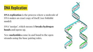 dna transcription and the translation.pptx