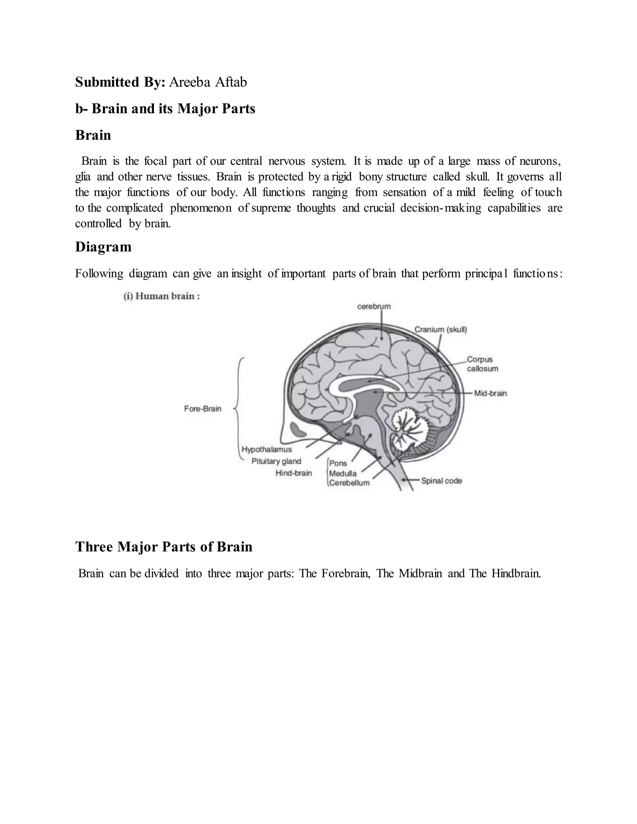 Human Brain and it's parts | DOCX