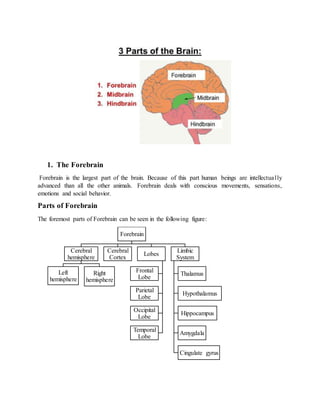 Human Brain and it's parts | DOCX