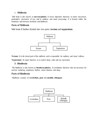 Human Brain and it's parts | DOCX