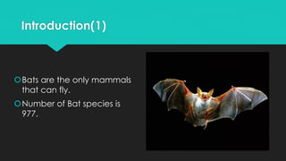 Secret Sounds of Bats | PDF