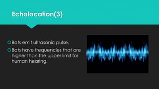 Secret Sounds of Bats | PDF