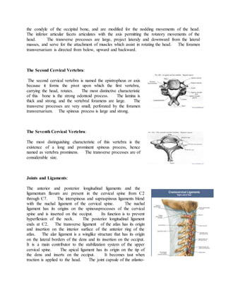 Assignment cervical spine | DOCX