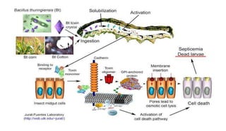 Transgenic plants | PPTX