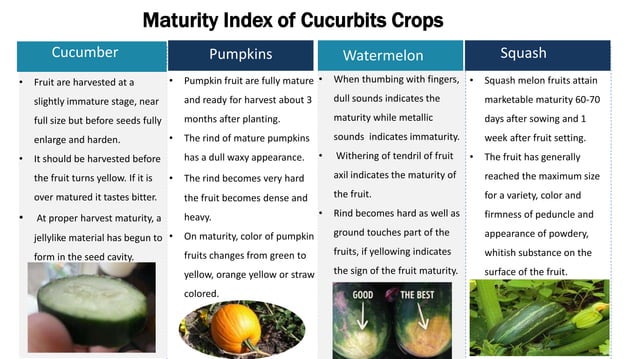 Post harvest commodity Profile of Cucurbits Crops | PPTX