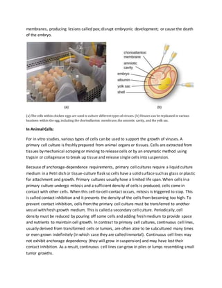 virus culturing and prions | PDF