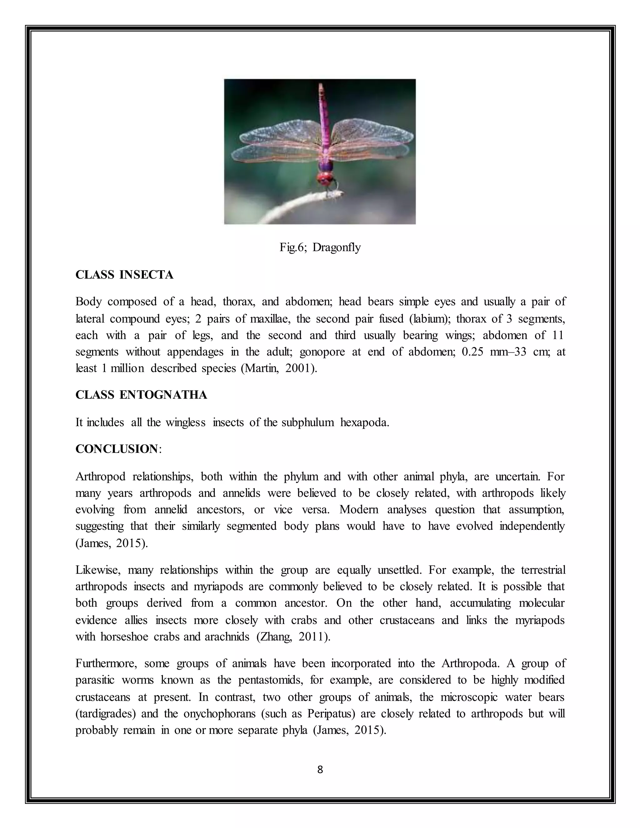 Arthropod Phylogeny | DOCX