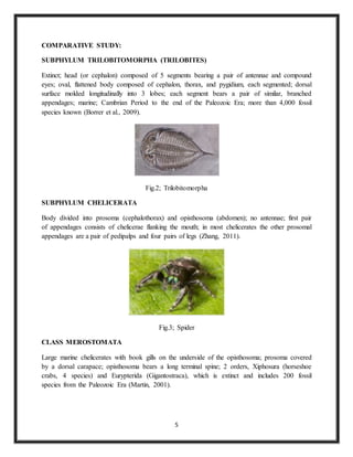Arthropod Phylogeny | PDF