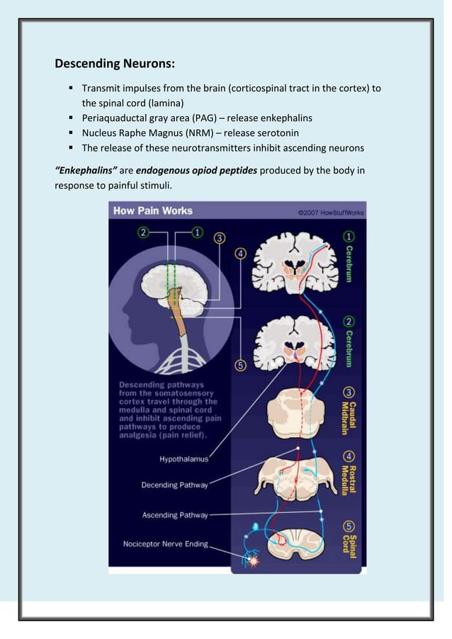 Pain perception , transmission, control & role of physical therapist | DOCX