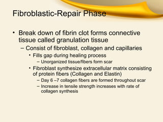Muscle Injury , Inflammation & repair | PPT