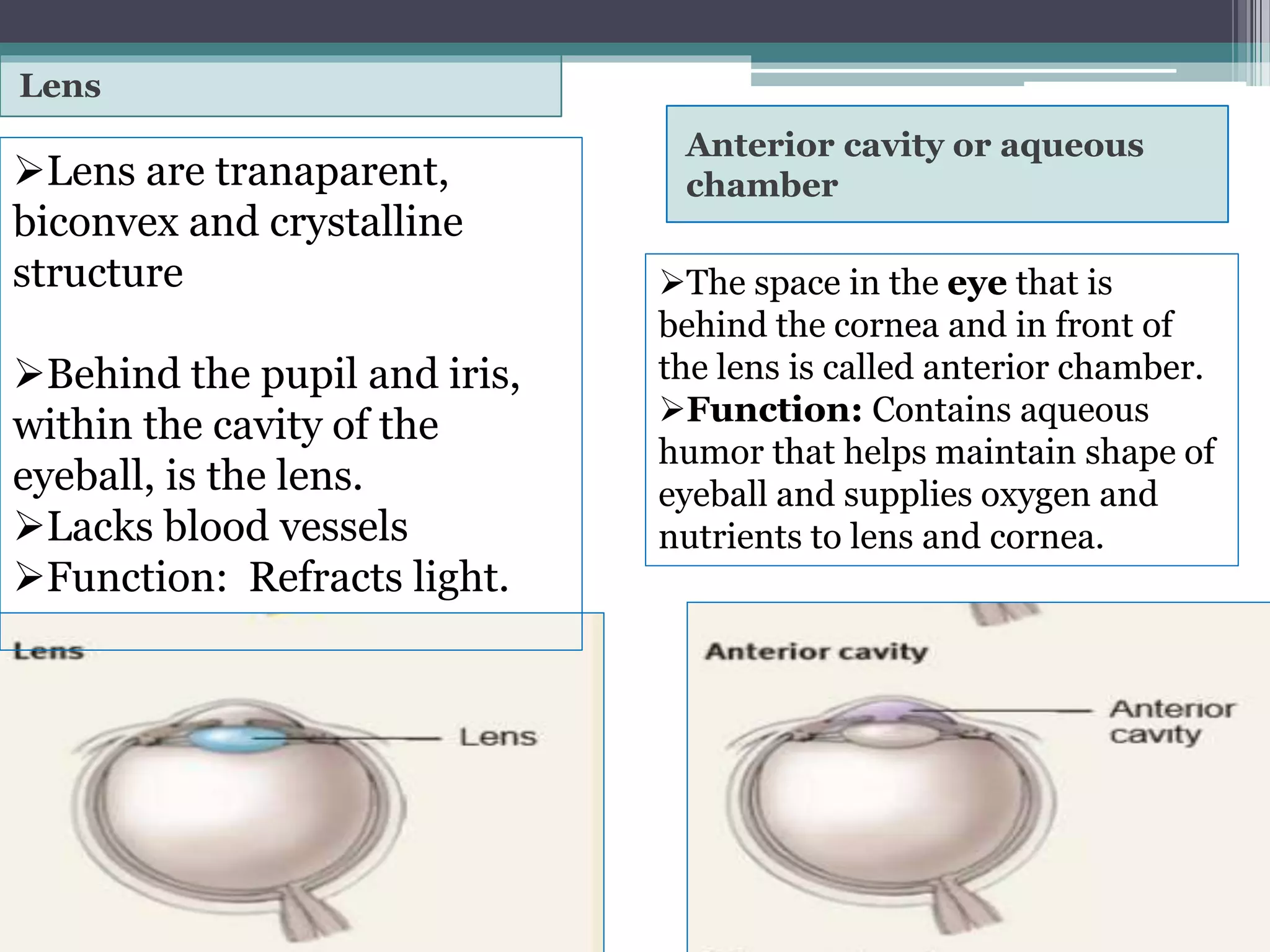 Eye--- Structu Composition of eye and biochemical events of visual ...