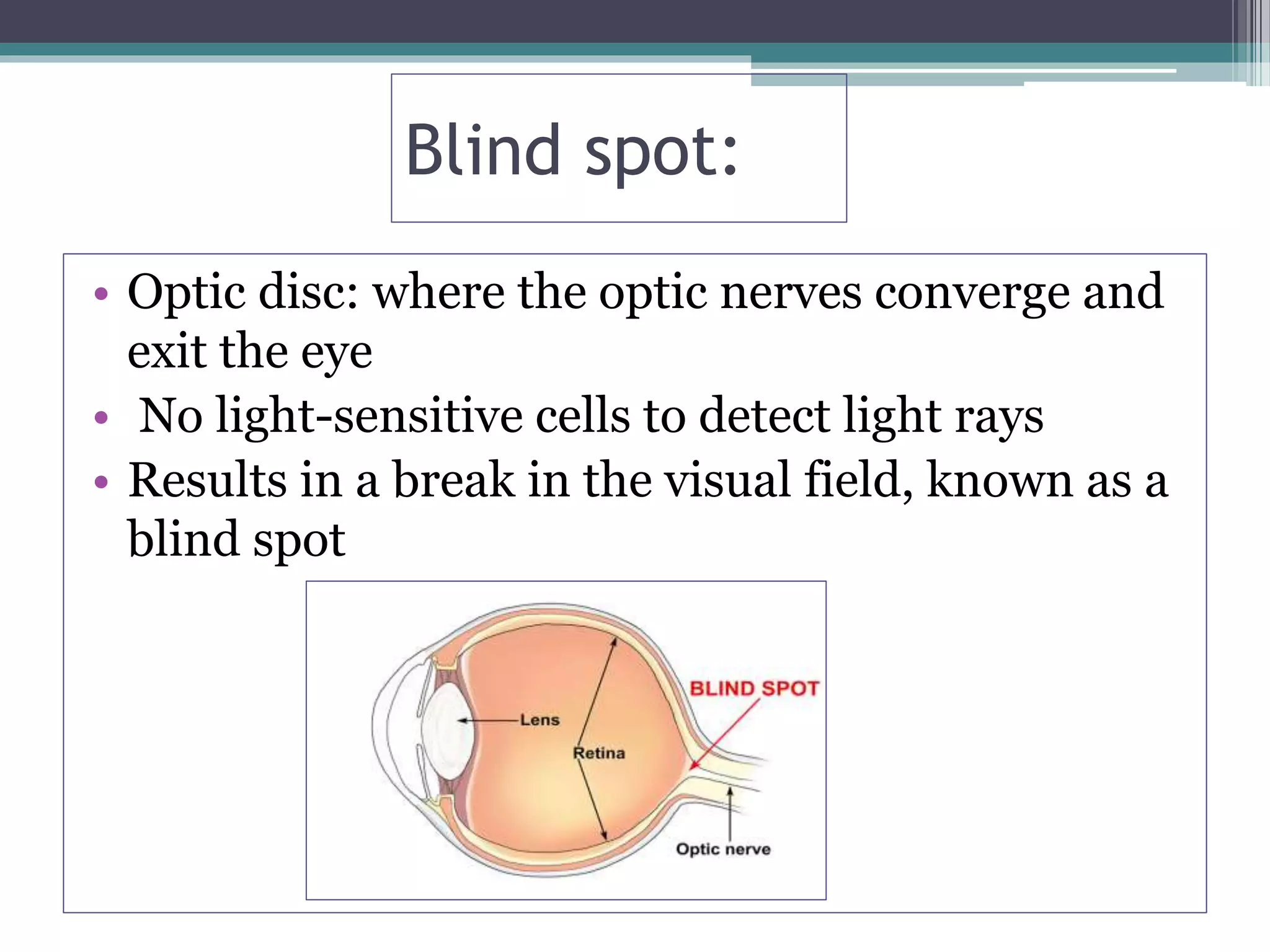Eye--- Structu Composition of eye and biochemical events of visual ...