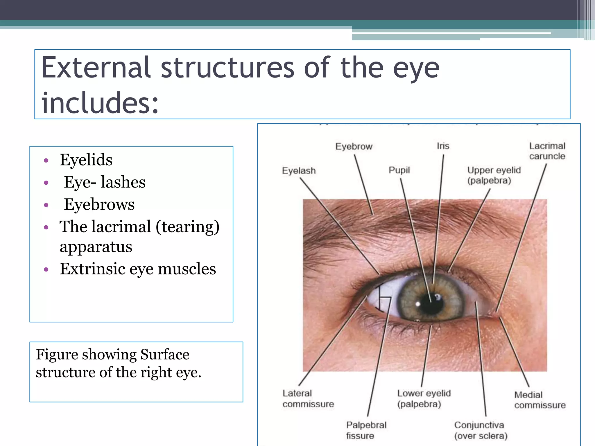 Eye--- Structu Composition of eye and biochemical events of visual ...