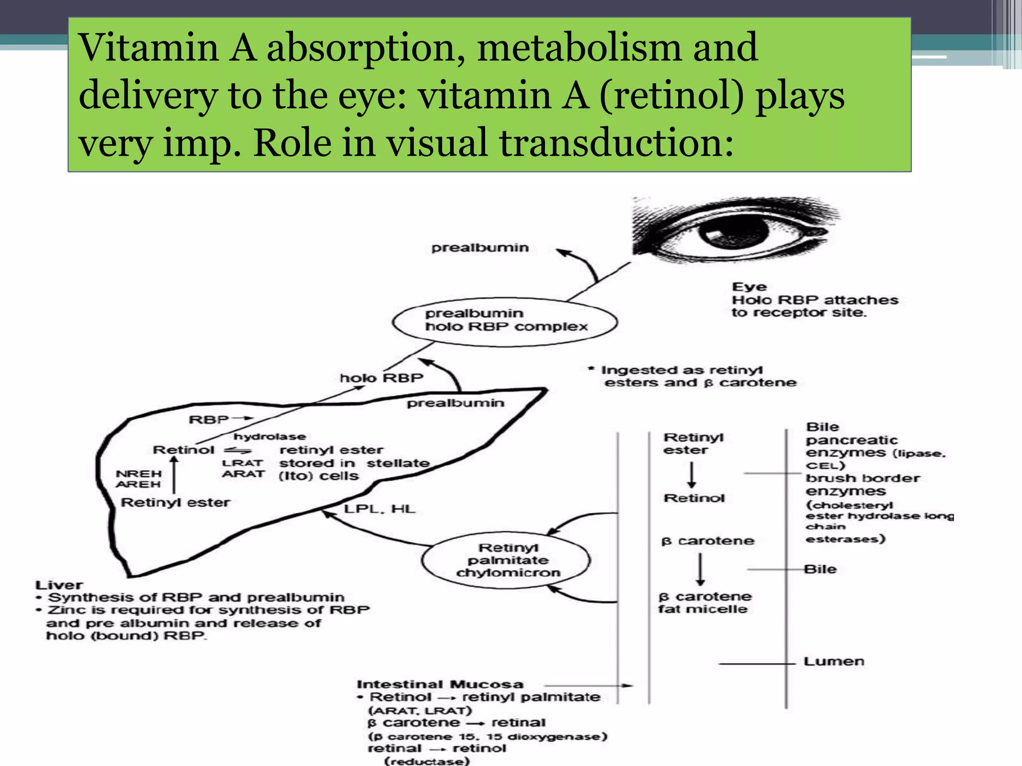 Eye--- Structu Composition of eye and biochemical events of visual ...