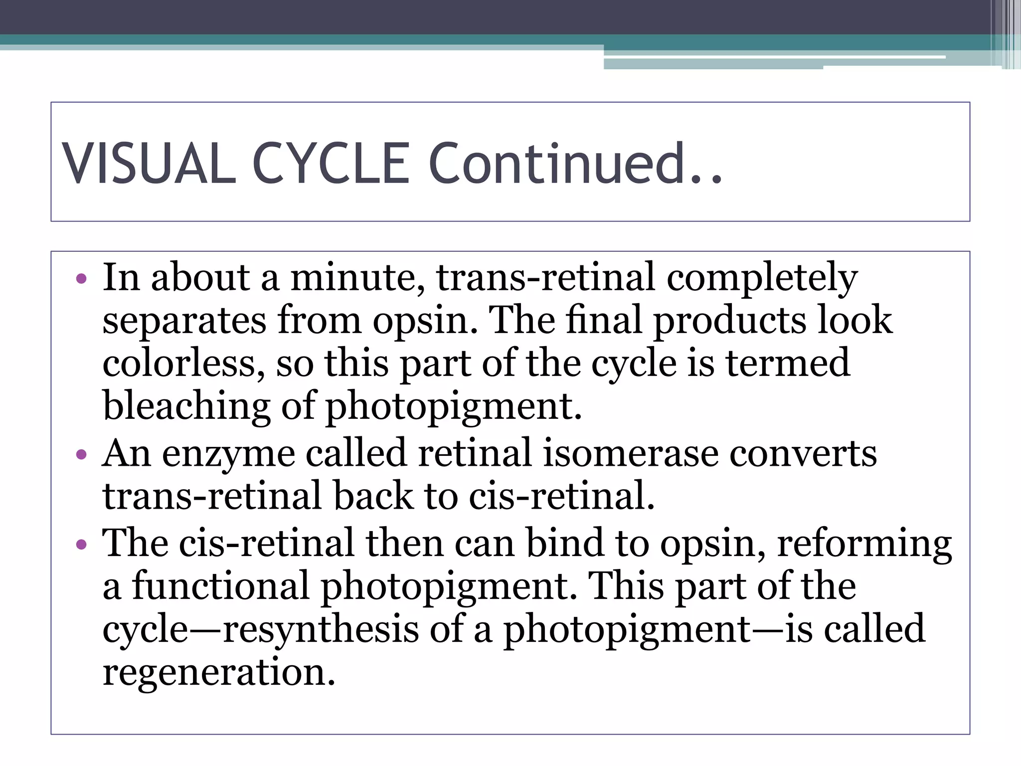 Eye--- Structu Composition of eye and biochemical events of visual ...