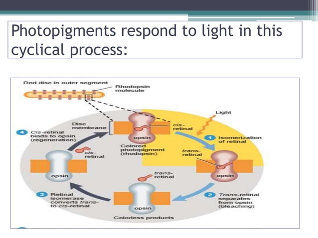 Eye--- Structu Composition of eye and biochemical events of visual ...