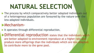 Neodarwinism or synthetic theory of evolution | PPTX
