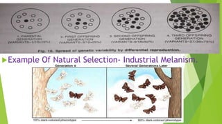 Neodarwinism or synthetic theory of evolution | PPTX