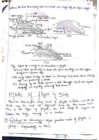 Origin and mechanism of flight in birds | PDF
