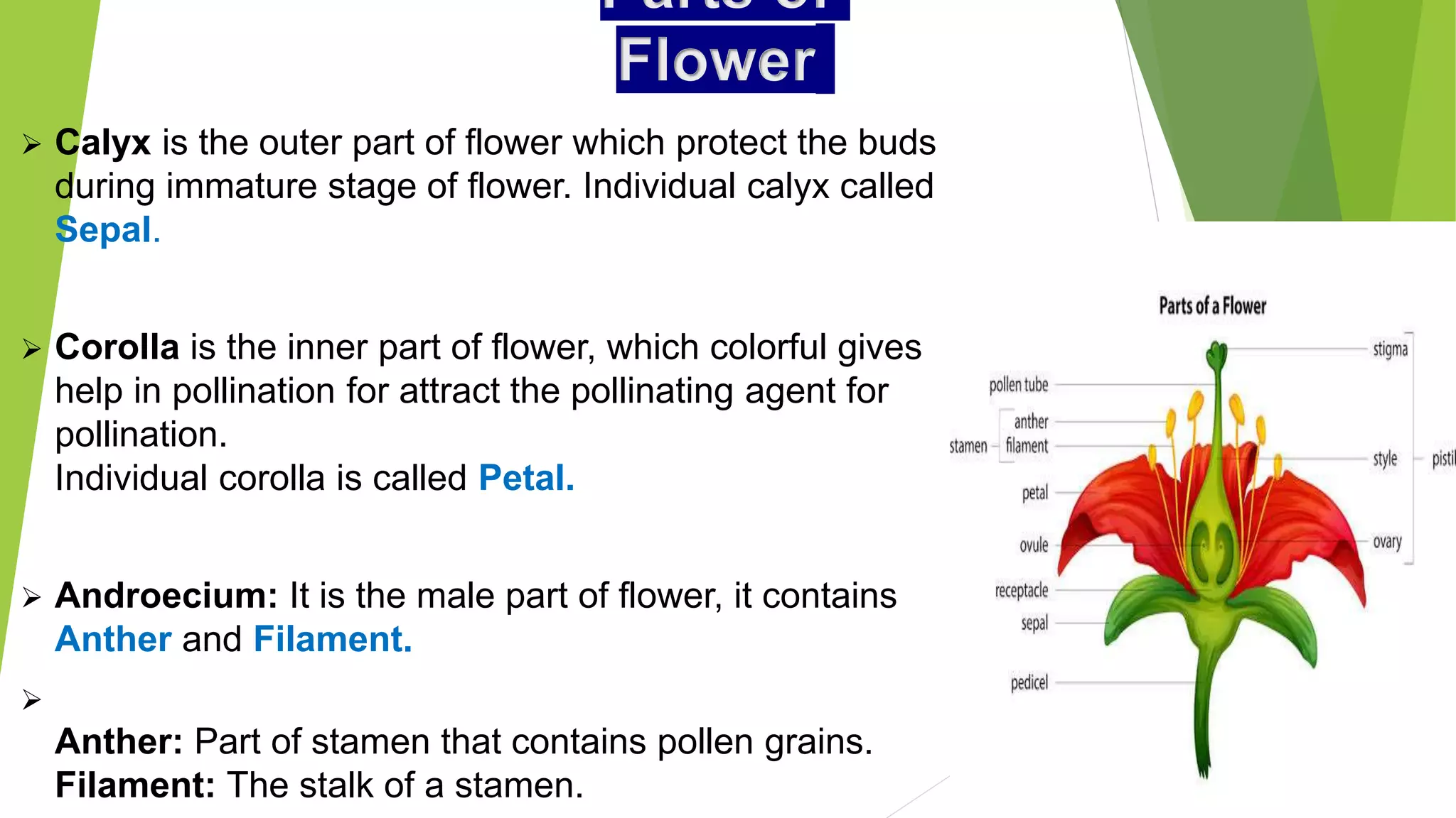 Introduction to flower, it's parts and types of flowers. | PPTX