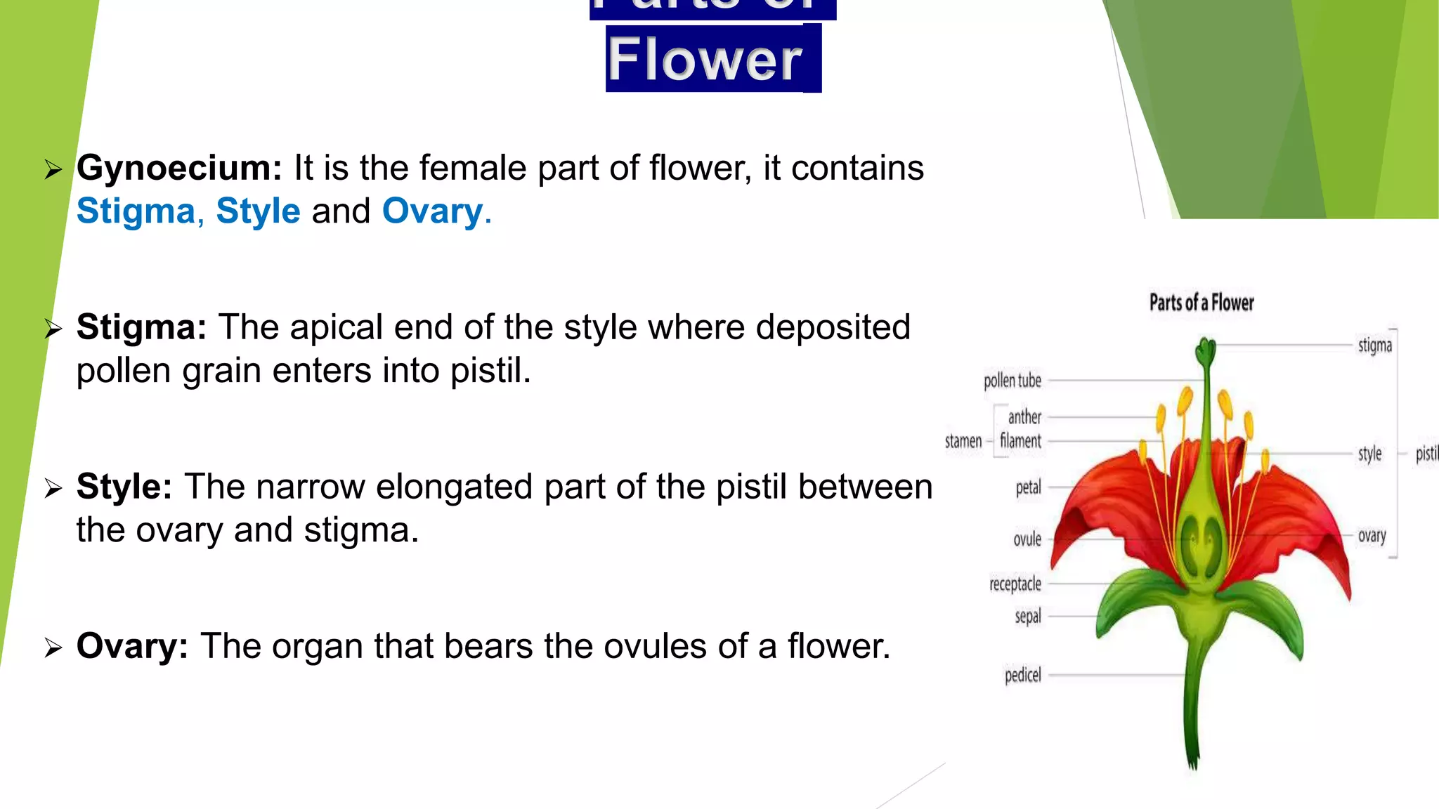 Introduction to flower, it's parts and types of flowers. | PPTX