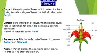 Introduction to flower, it's parts and types of flowers. | PPTX