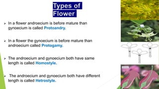 Introduction to flower, it's parts and types of flowers. | PPTX