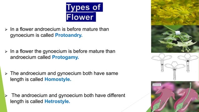 Introduction to flower, it's parts and types of flowers. | PPTX
