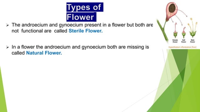Introduction to flower, it's parts and types of flowers. | PPTX