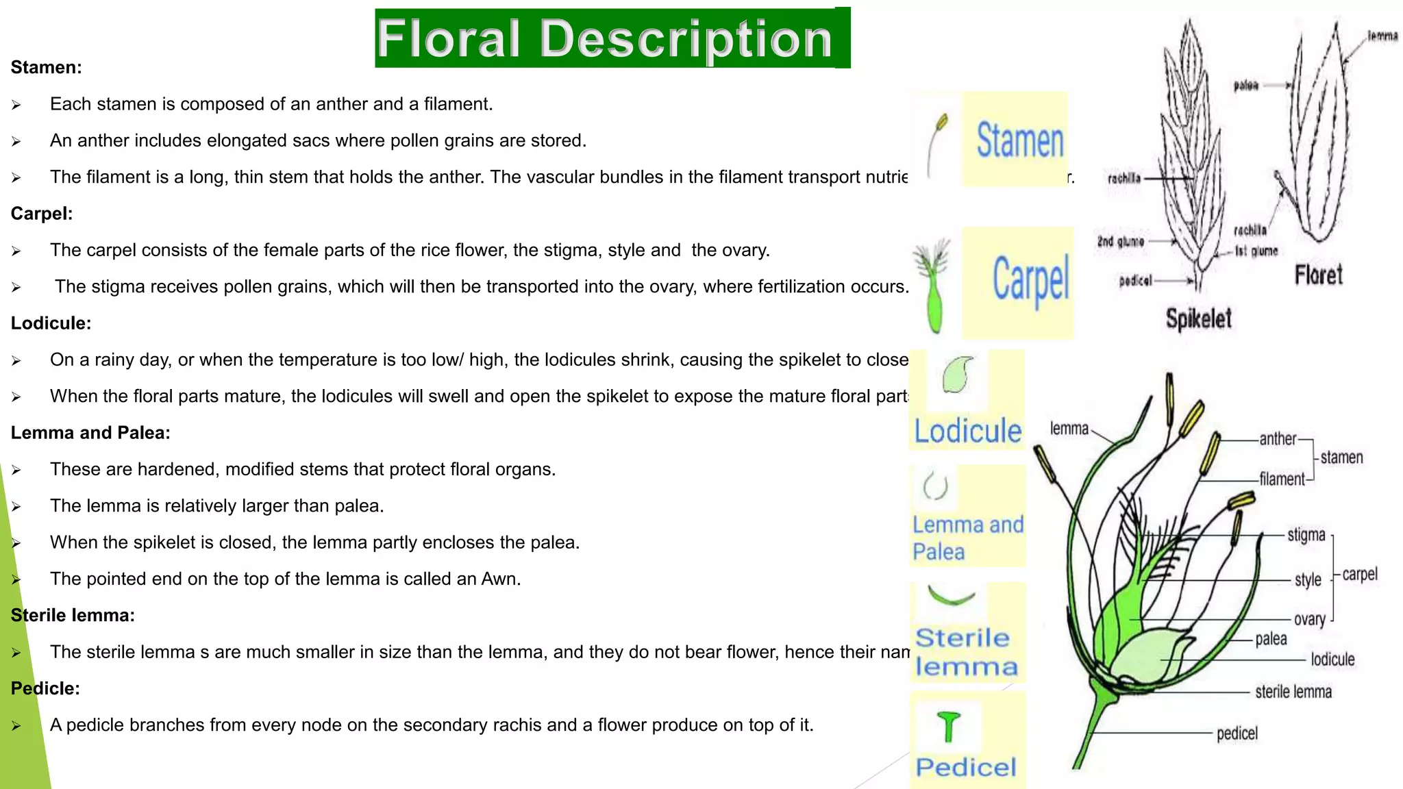 Rice Introduction, origin, floral description, floral formula and ...