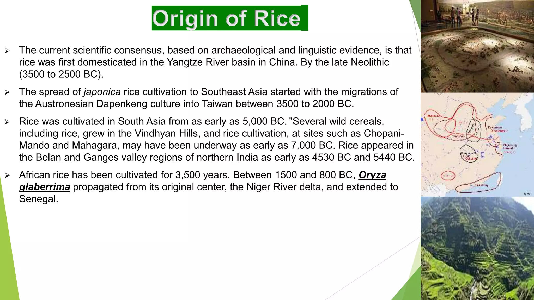 Rice Introduction, origin, floral description, floral formula and ...