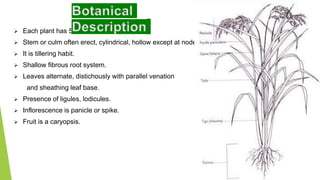 Rice Introduction, origin, floral description, floral formula and ...