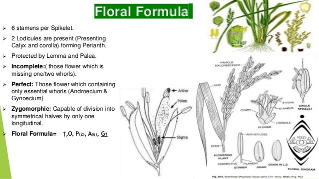 Rice Introduction, origin, floral description, floral formula and cul…