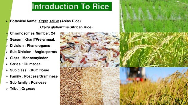 Rice Introduction, origin, floral description, floral formula and cul…