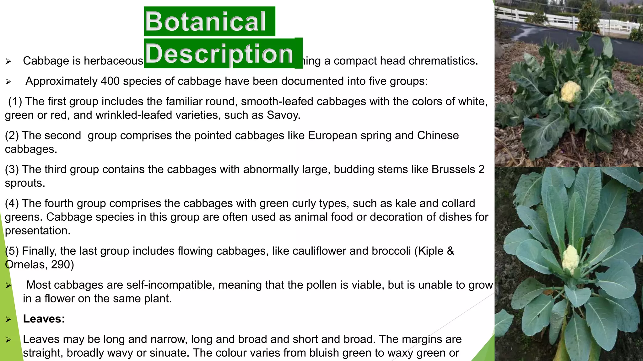 cole vegetables ( introduction of cabbage, origin, floral formula ...