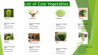 cole vegetables ( introduction of cabbage, origin, floral formula ...