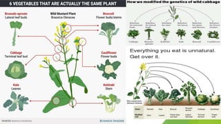 cole vegetables ( introduction of cabbage, origin, floral formula ...