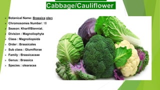 cole vegetables ( introduction of cabbage, origin, floral formula, floral description) | PPTX