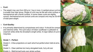 cole vegetables ( introduction of cabbage, origin, floral formula ...