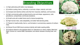 cole vegetables ( introduction of cabbage, origin, floral formula ...