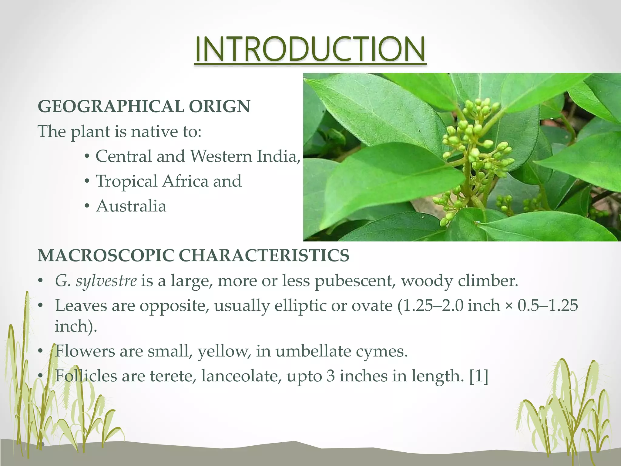 Gymnema sylvestre | PPTX
