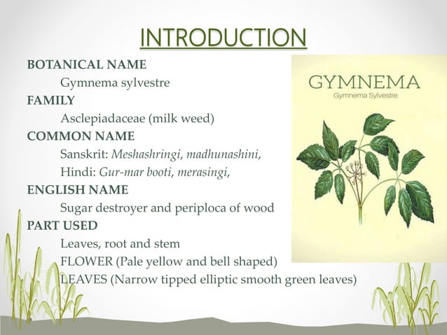 Gymnema sylvestre | PPTX | Herbs and Supplements | Alternative Medicine
