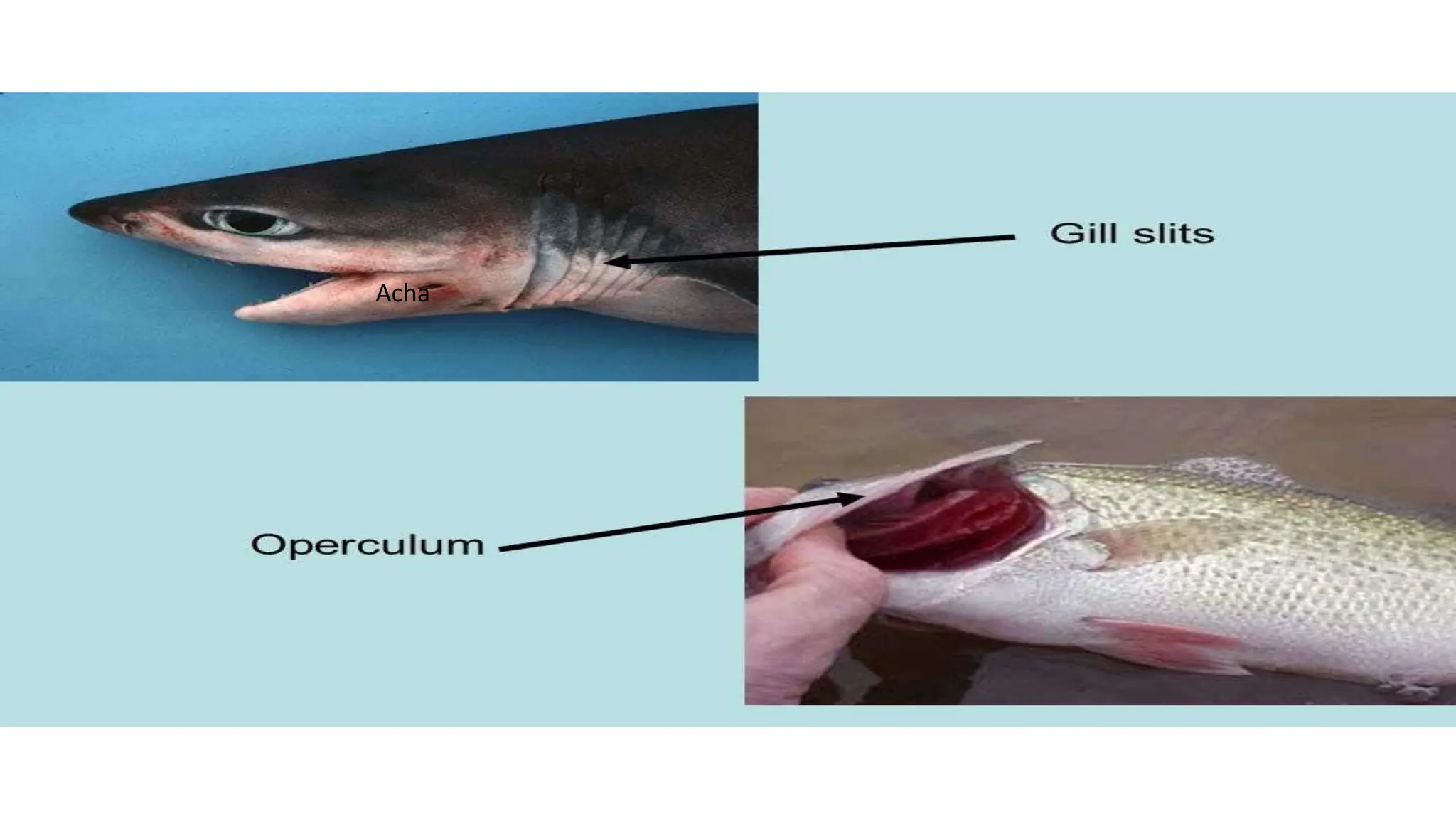 physiology Mechanism of gaseous exchange in aquatic respiratory ...